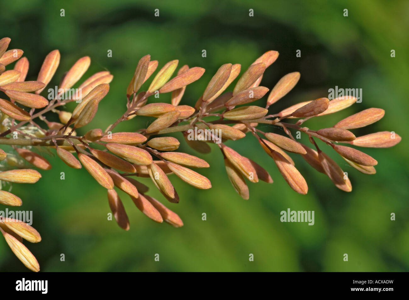 macleya cordata buds Stock Photo - Alamy