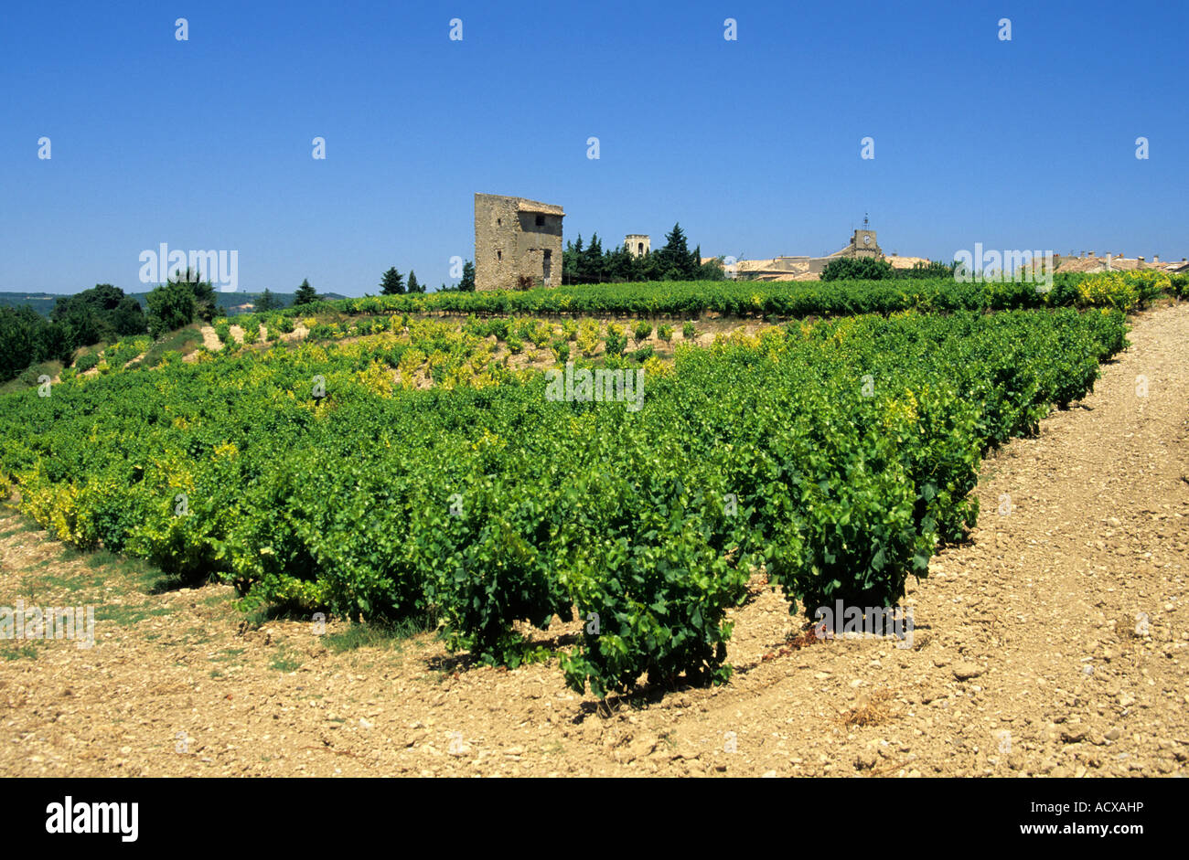 Cotes du Rhone. Vineyard. France Stock Photo - Alamy