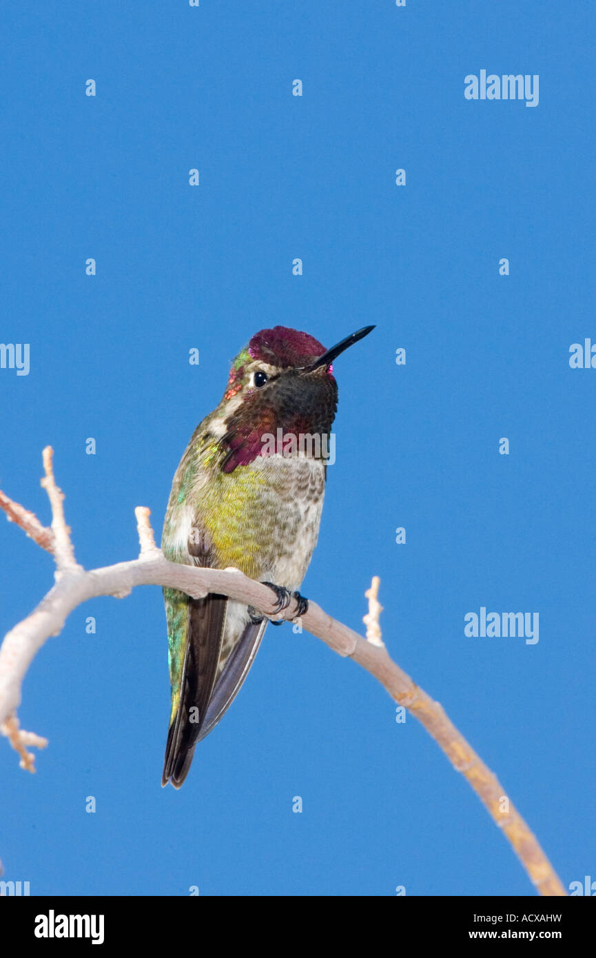 Anna's Hummingbird Calypte anna Sonoita Santa Cruz County ARIZONA ...