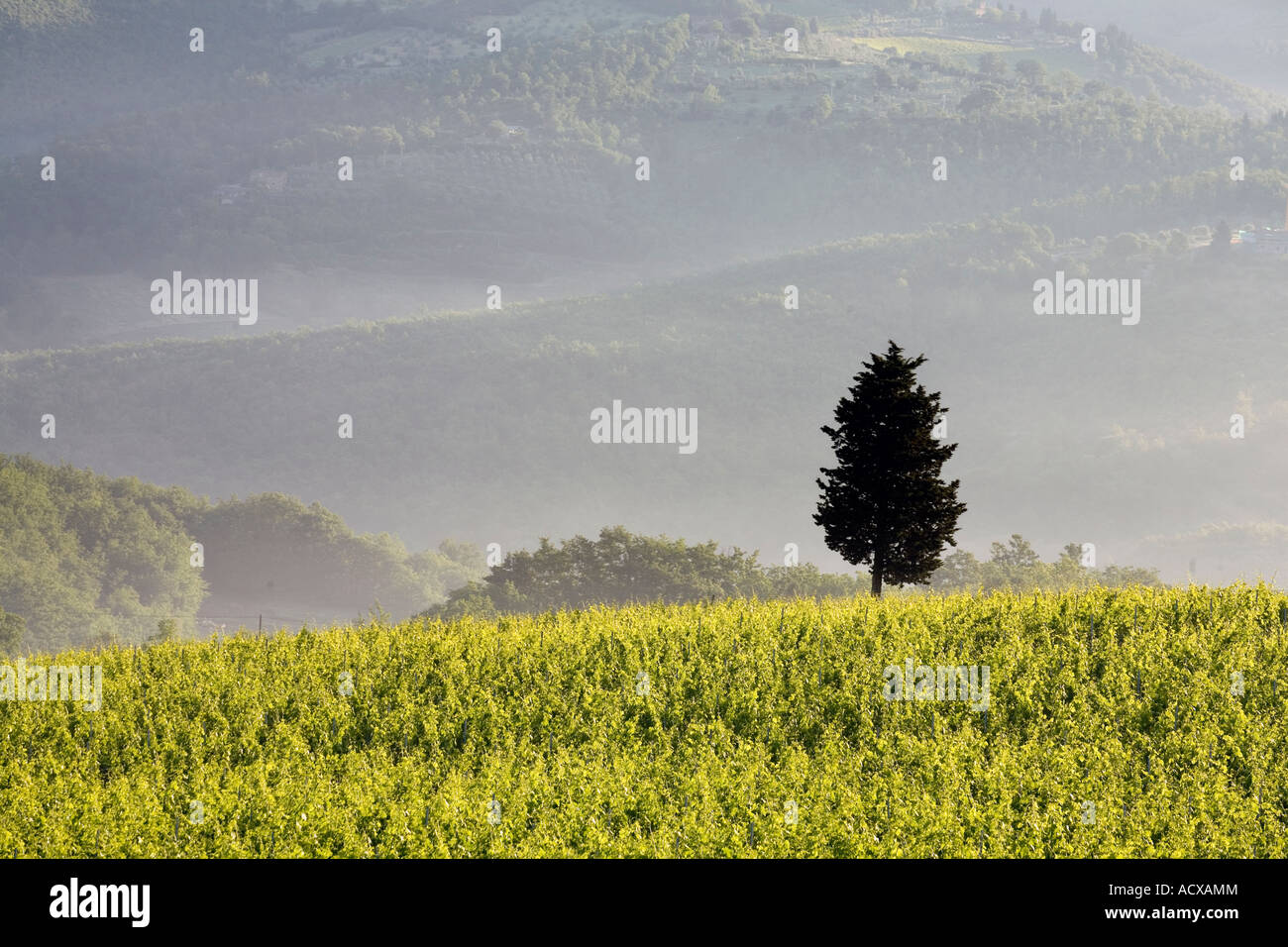 Italian rural countryside with cypress trees, a farming Landscape ...