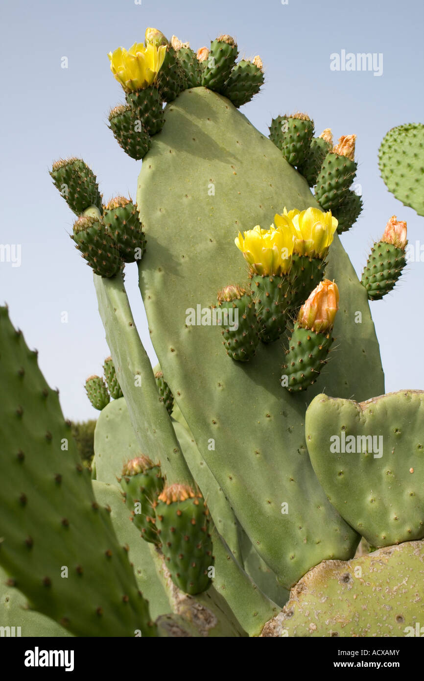 Cactus Flower Parco Naturale di Vendicari Sicily Italy Stock Photo - Alamy