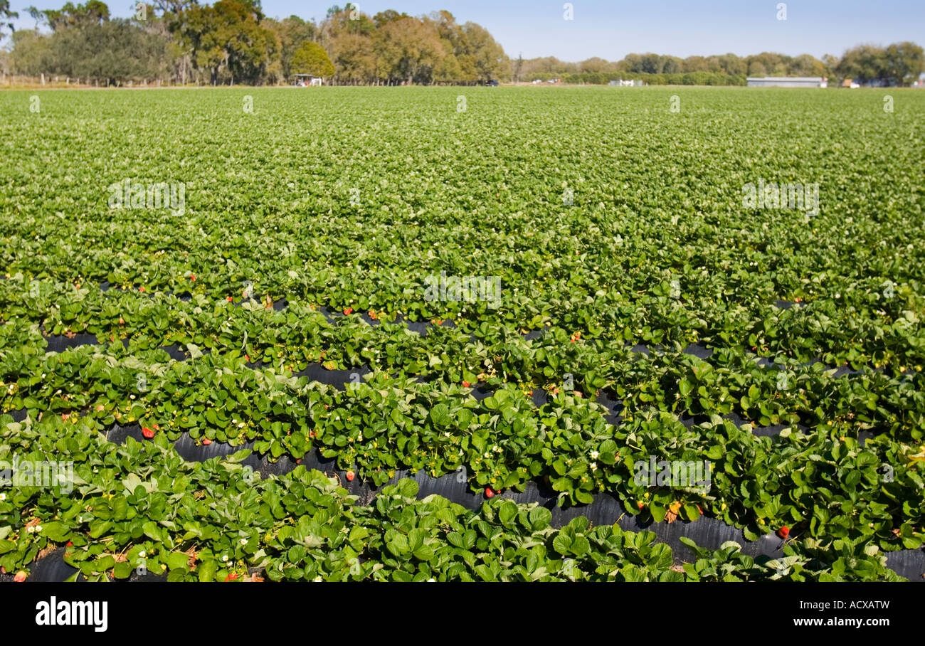 Crops growing in a field Stock Photo - Alamy