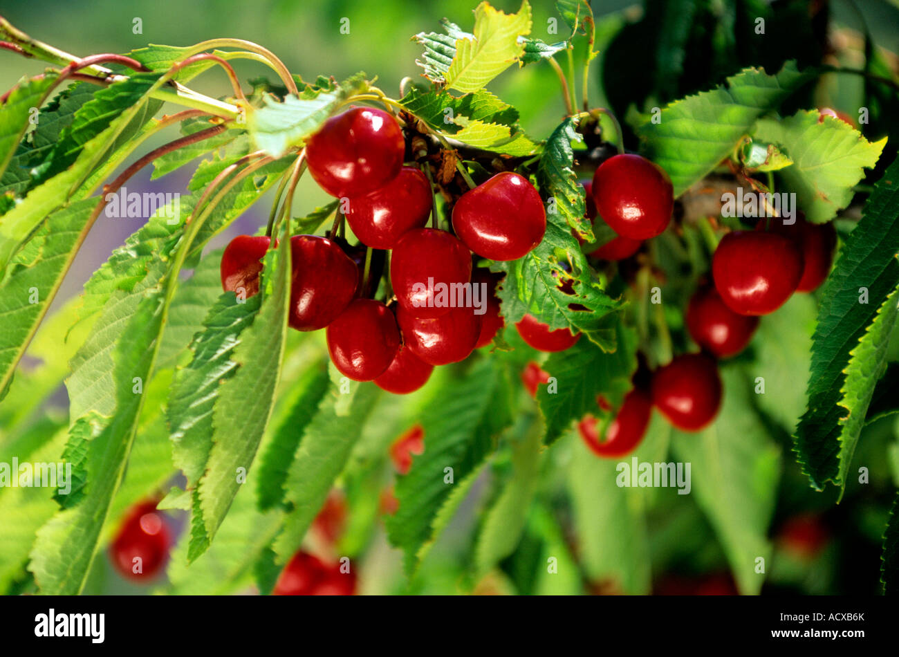 Close up bunch cherries in hi-res stock photography and images - Alamy