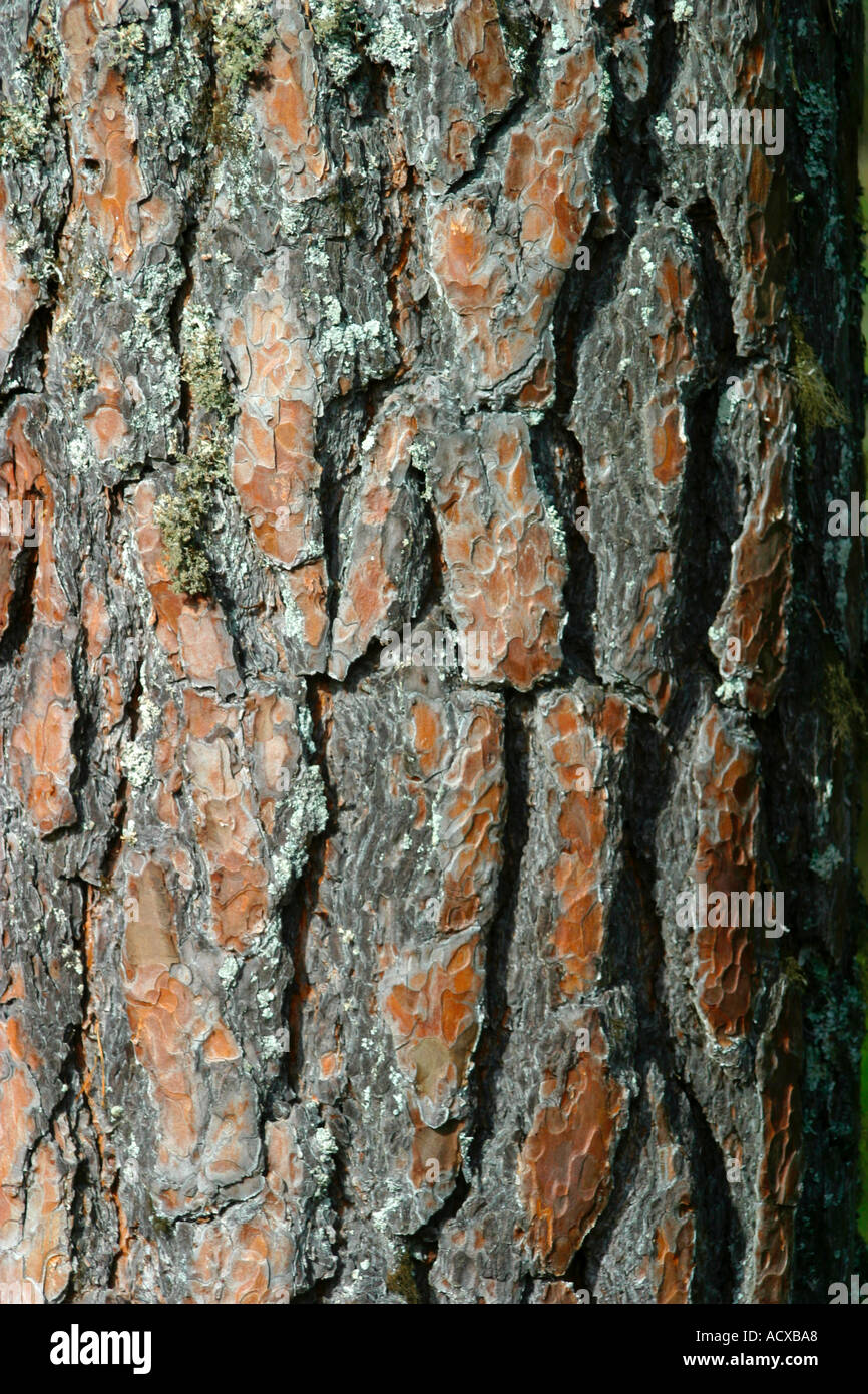 Tree bark scots pine hi-res stock photography and images - Alamy