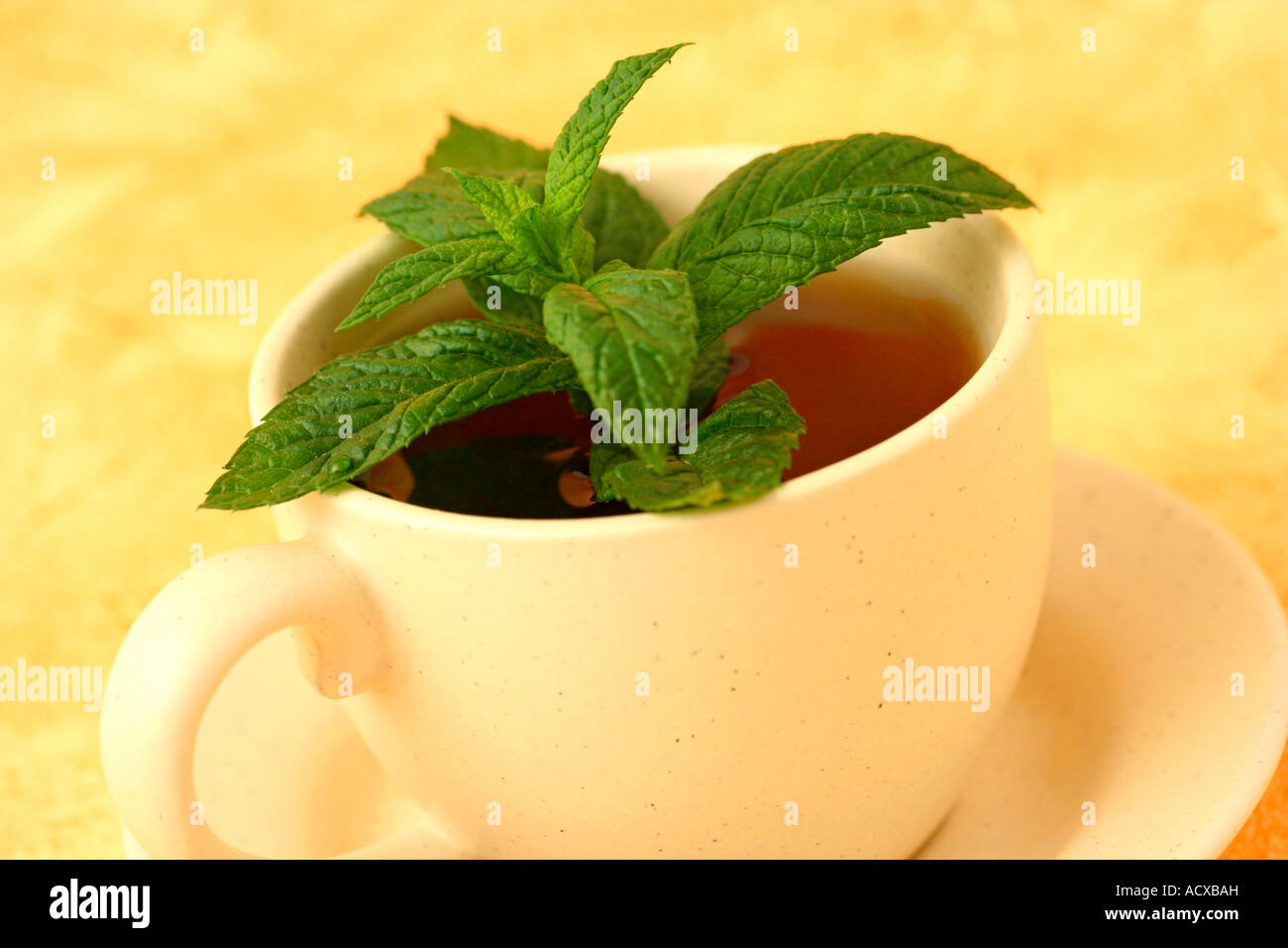 Mint infusion (Mentha sp Stock Photo - Alamy