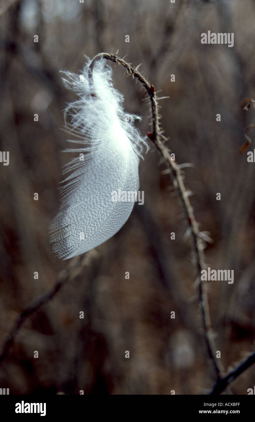 Feather falling hi-res stock photography and images - Alamy