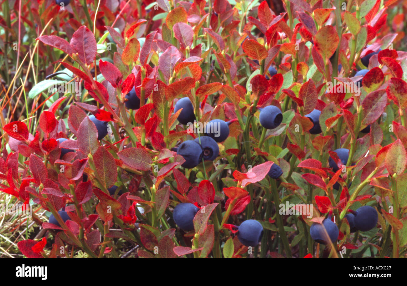 Picking wild blueberries in forest hi-res stock photography and images ...