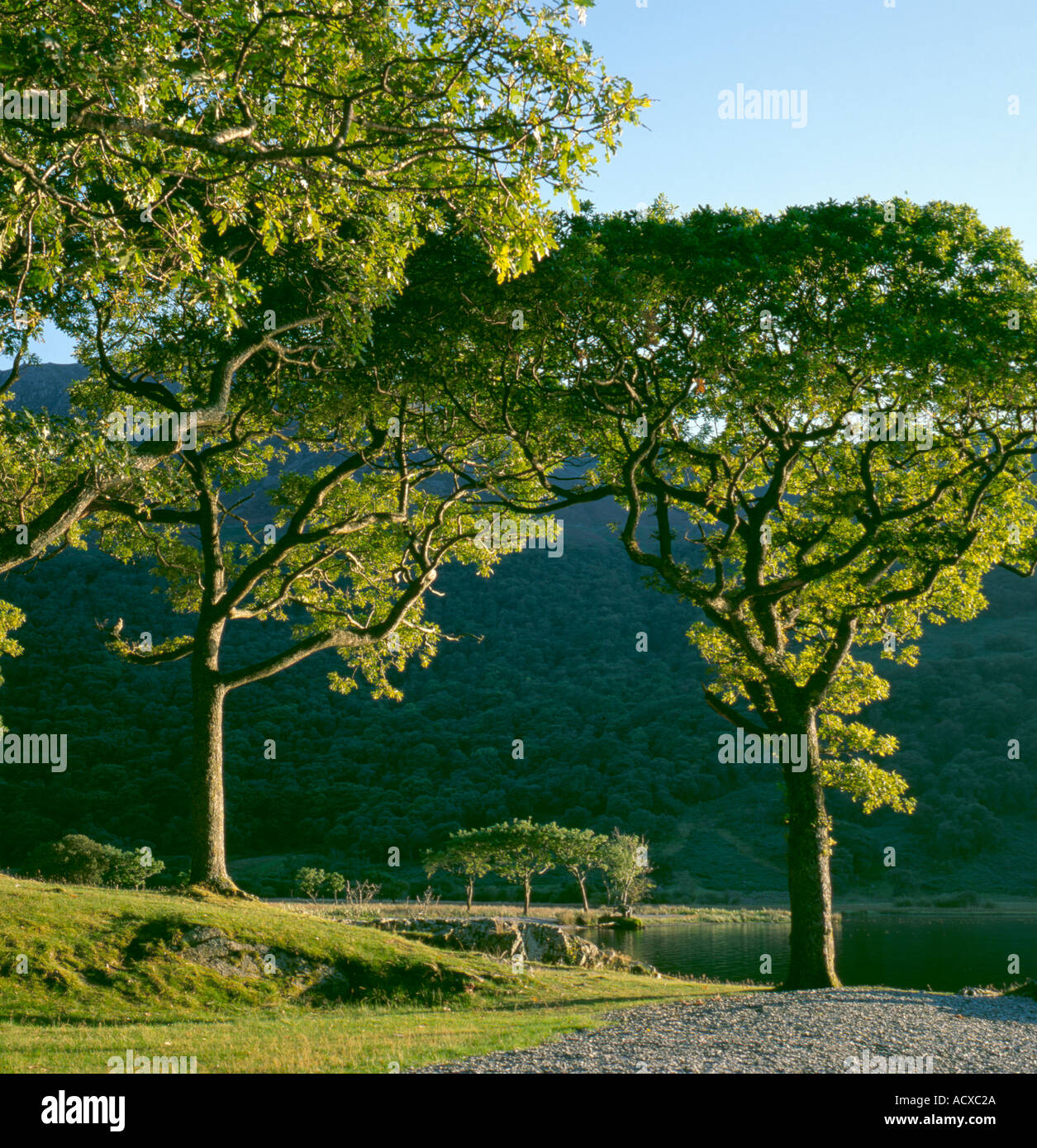 Oak trees (quercus) on the shore of Crummock Water, Lake District ...