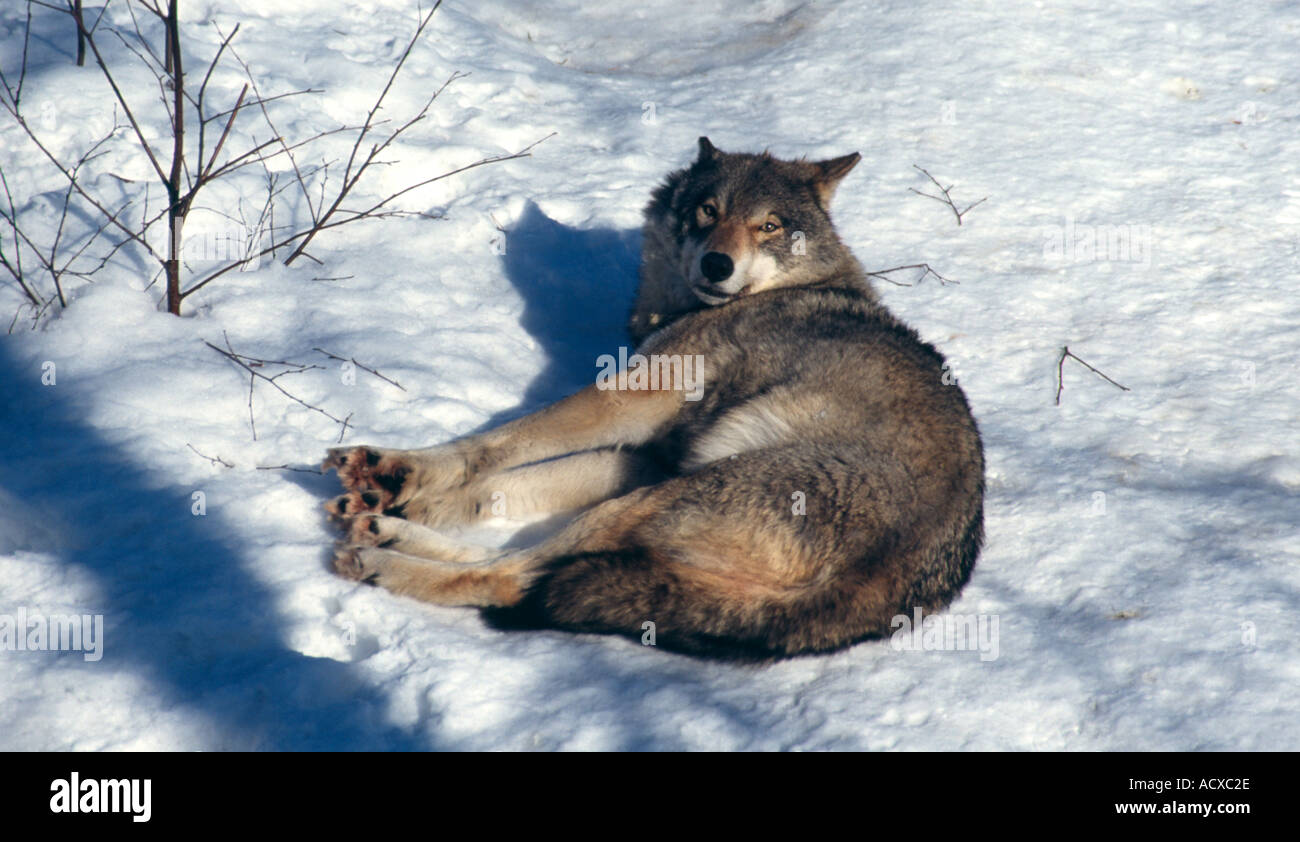 European wolf canis lupus hi-res stock photography and images - Alamy
