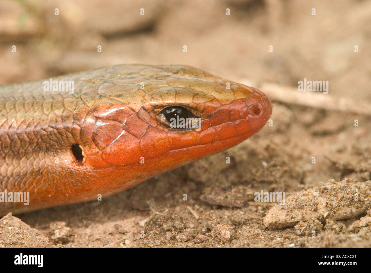 Five lined Skink Eumeces fasciatus Barry County Missouri USA 10 May ...