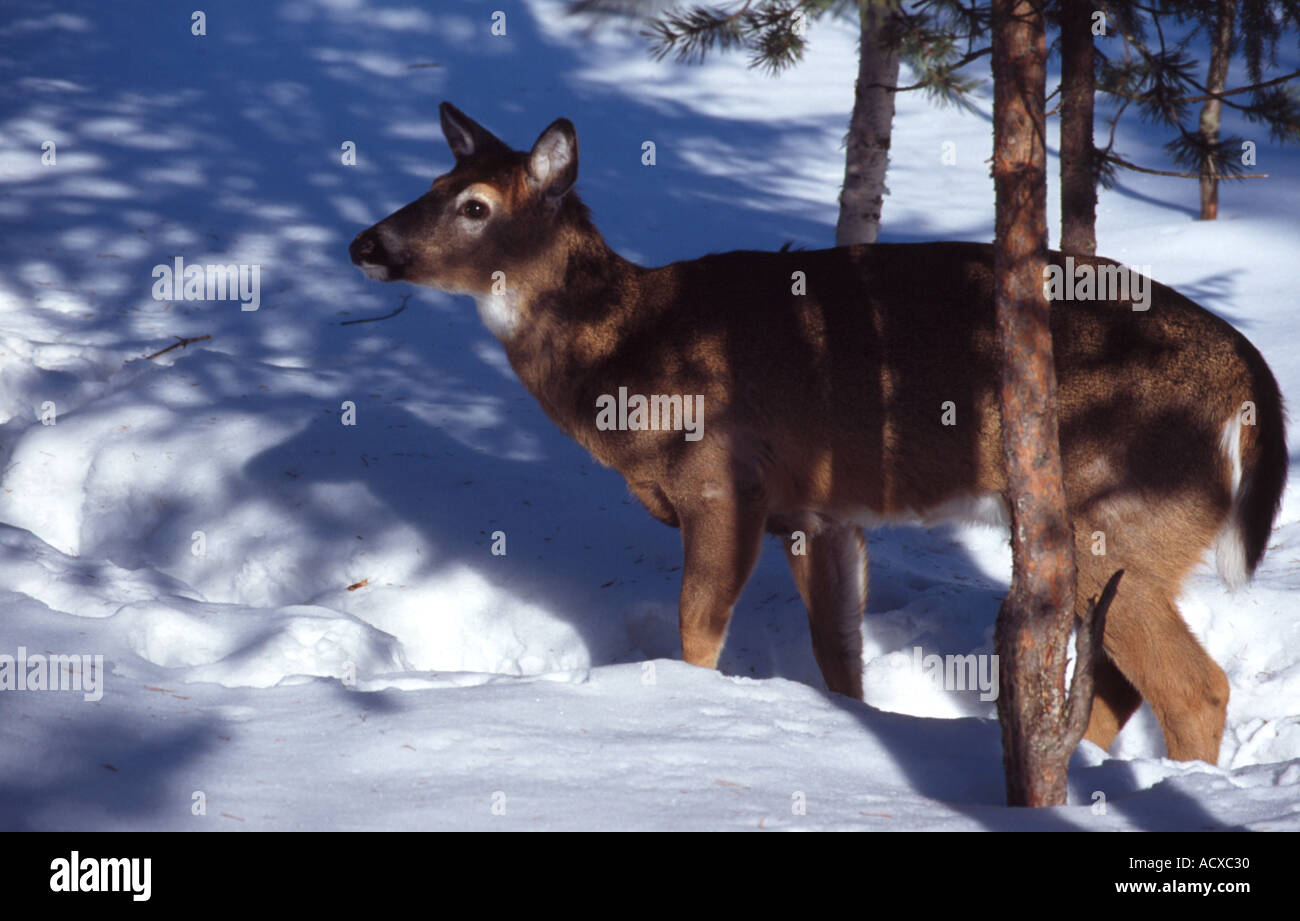 White tailed deer Stock Photo - Alamy