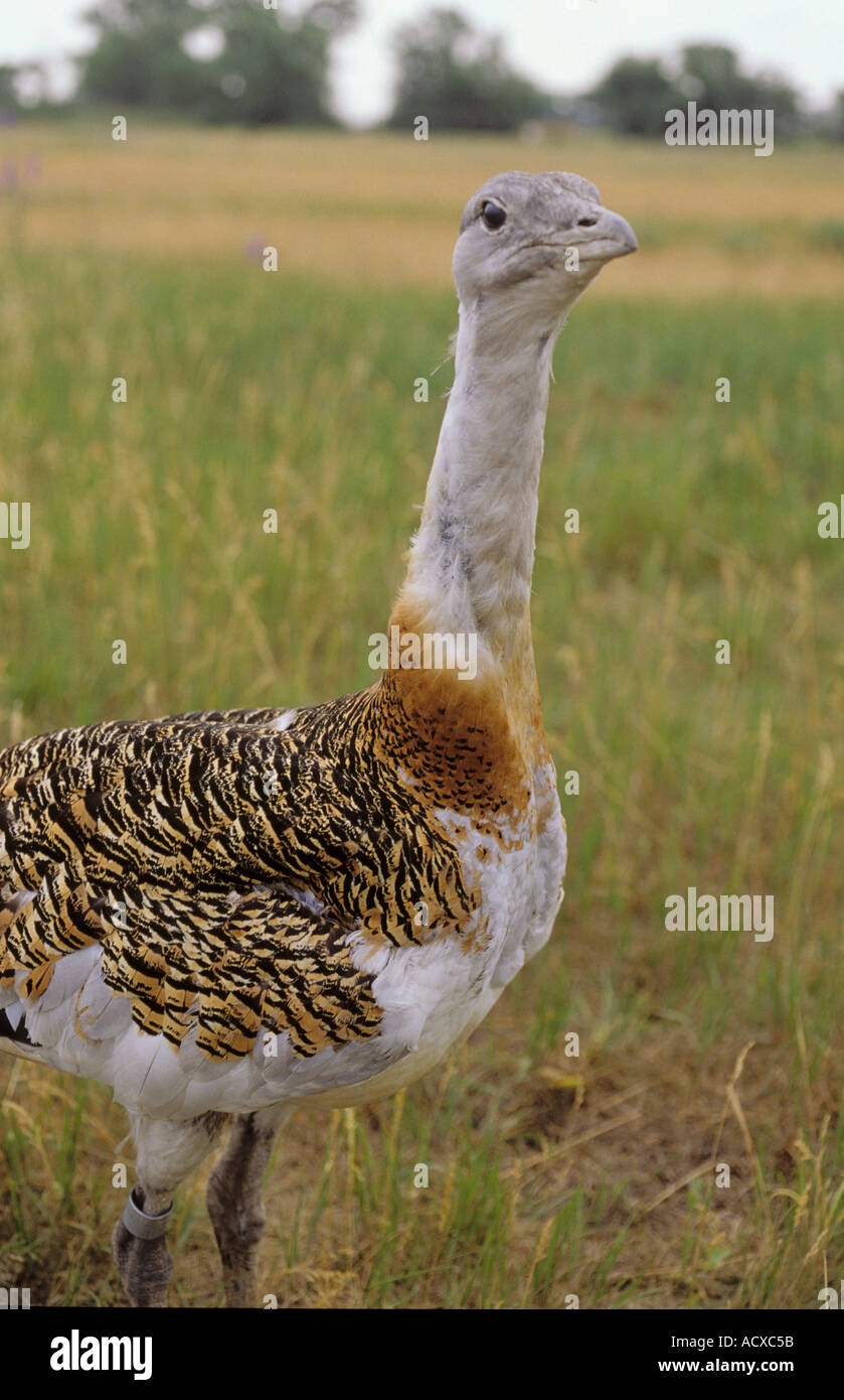 Great bustard the great hi-res stock photography and images - Alamy