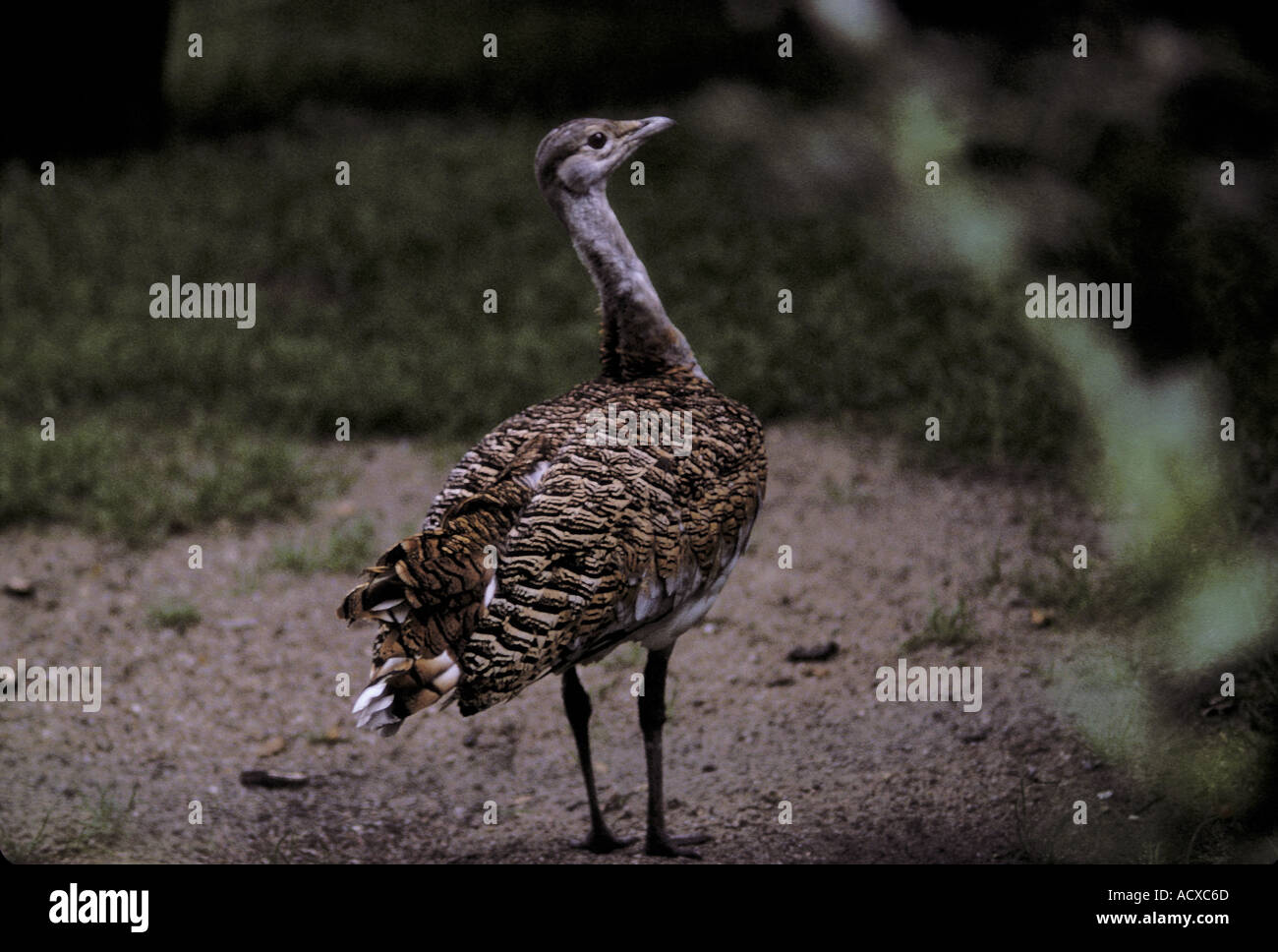 Great bustard the great hi-res stock photography and images - Alamy