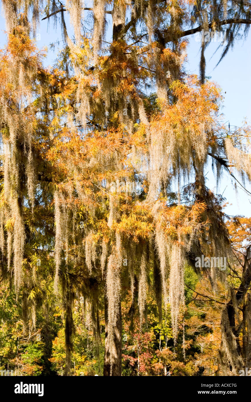 Spanish Moss Tree Vector
