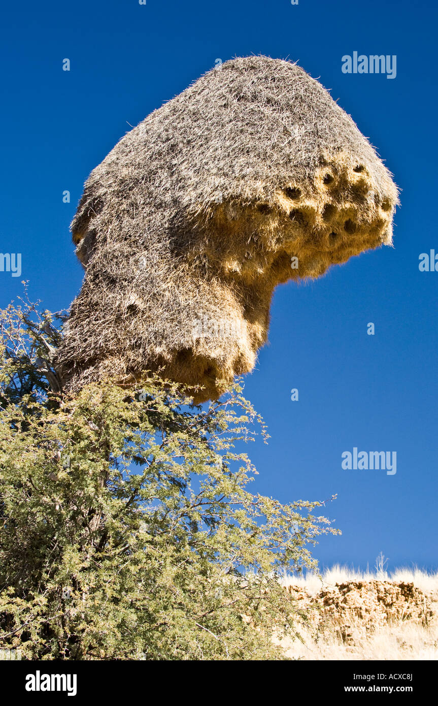Weaver bird flying into nest kalahari desert Namibia Stock Photo - Alamy