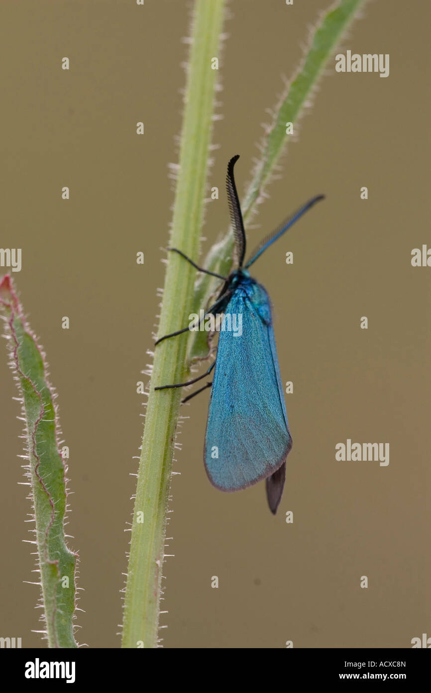 Forester moths hi-res stock photography and images - Alamy