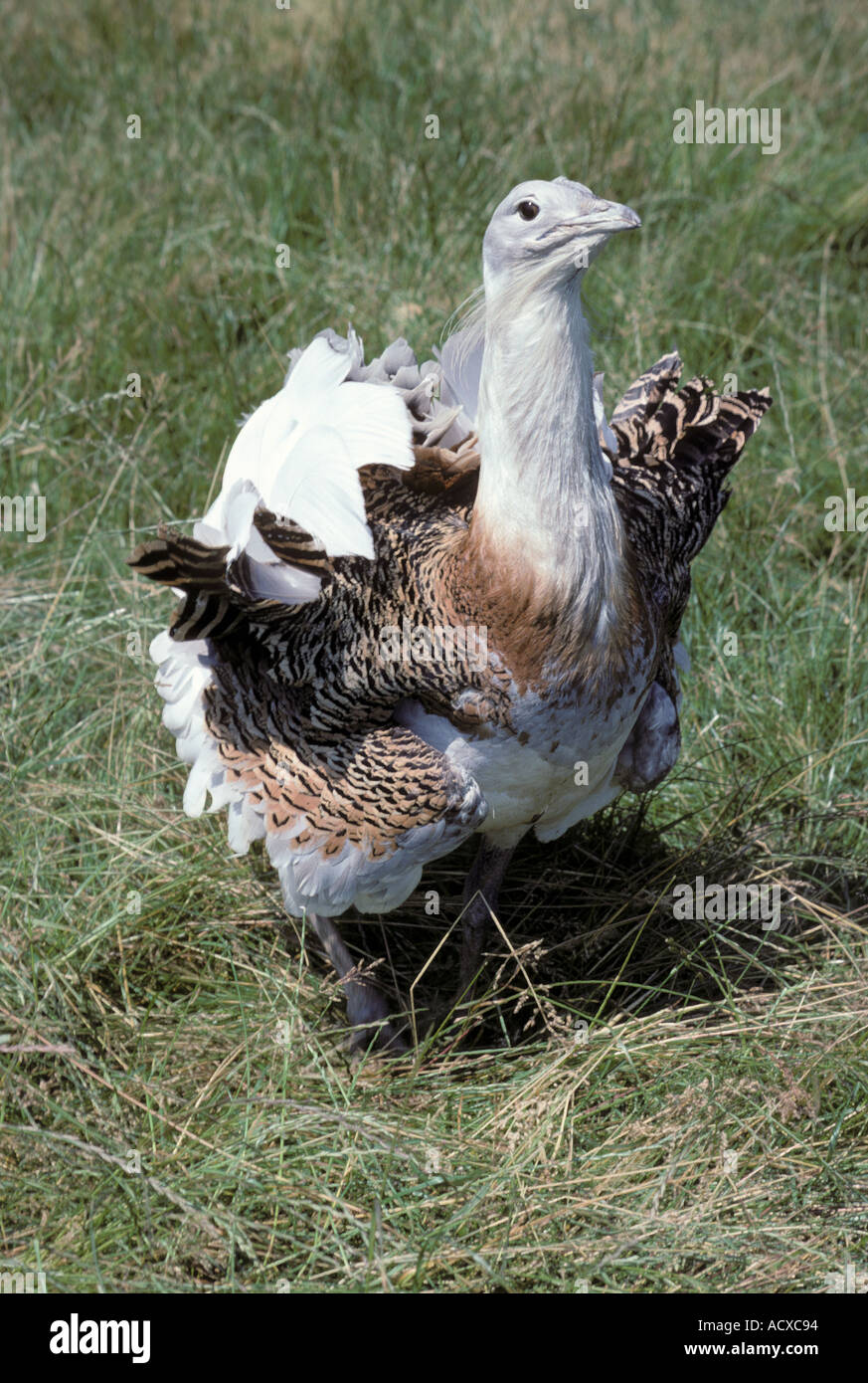Great bustard the great hi-res stock photography and images - Alamy