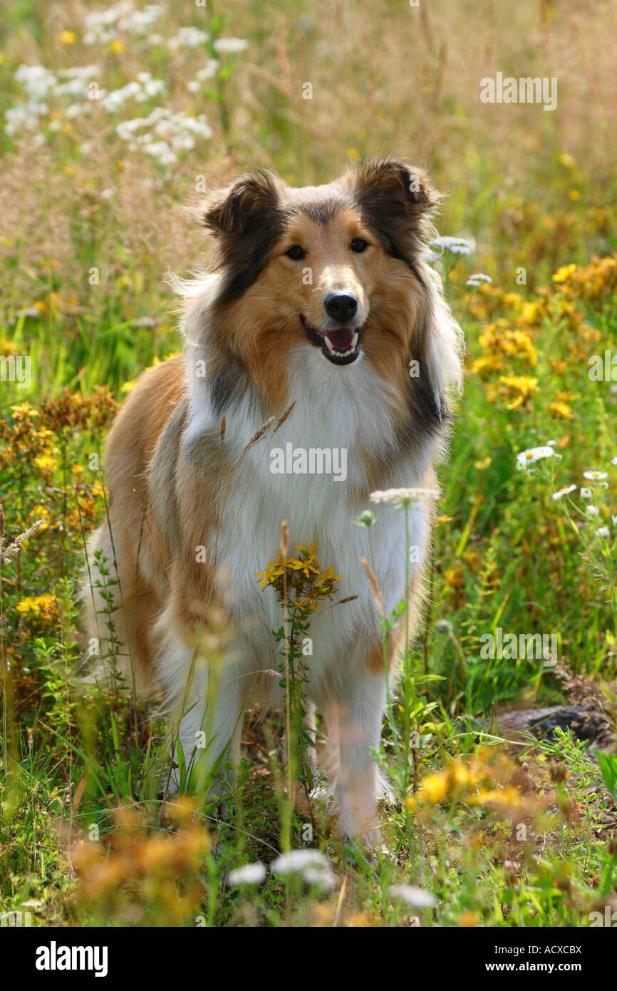 Smiling shetland sheepdog hi-res stock photography and images - Alamy