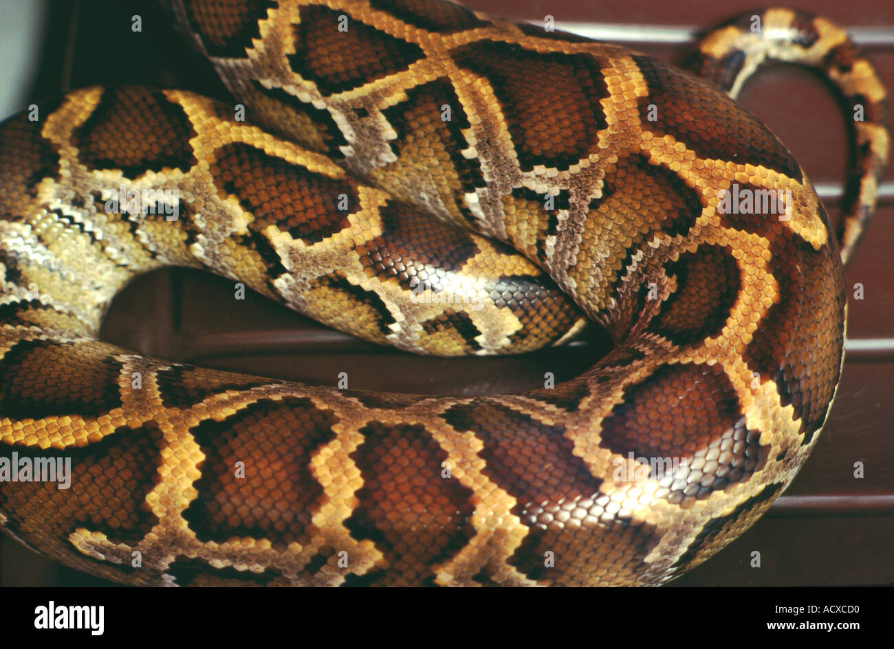 Snakeskin patterns hi-res stock photography and images - Alamy