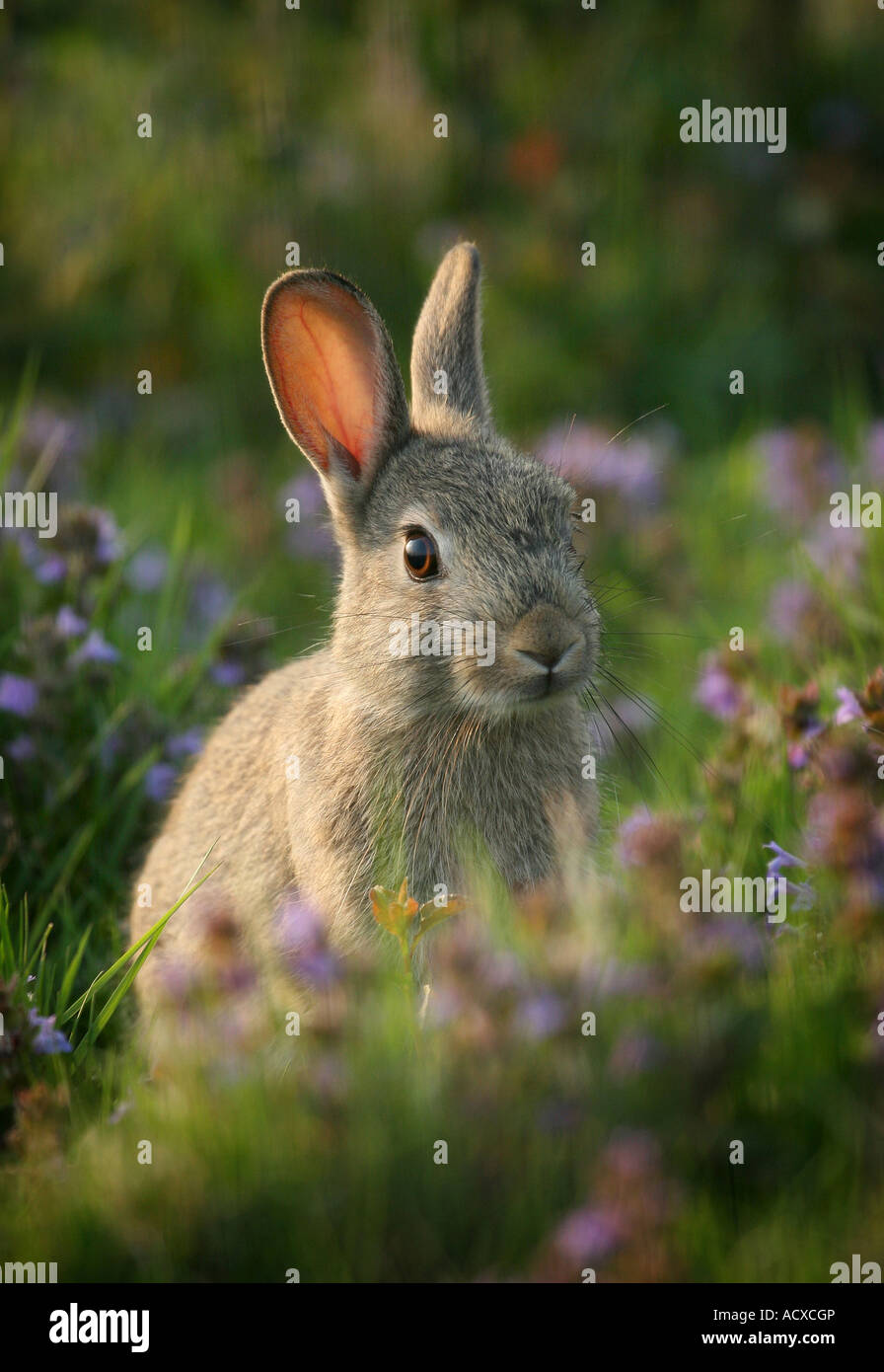 Rabbit (Oryctolagus cuniculus) youngster in the evening sun Stock Photo ...