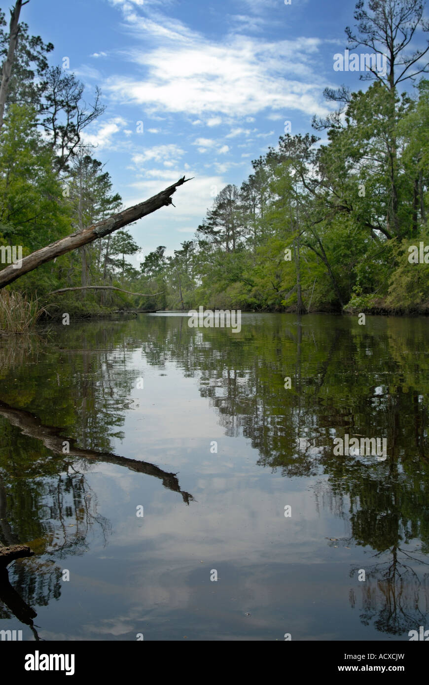 Cane bayou a swampy waterway near New Orleans Louisiana Stock Photo - Alamy