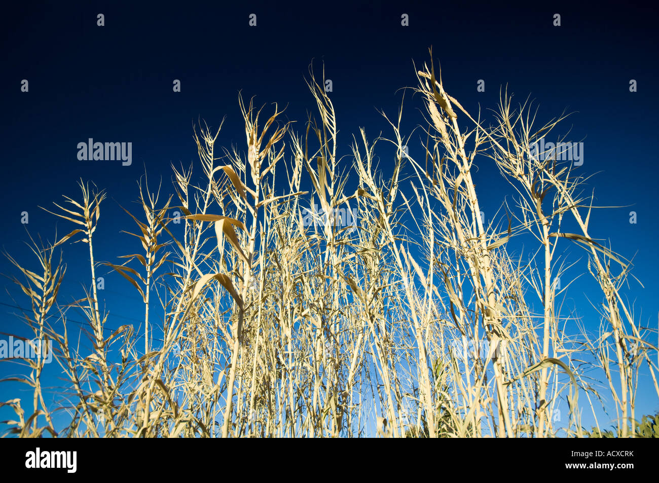 Tall wild grass Namibia Stock Photo - Alamy