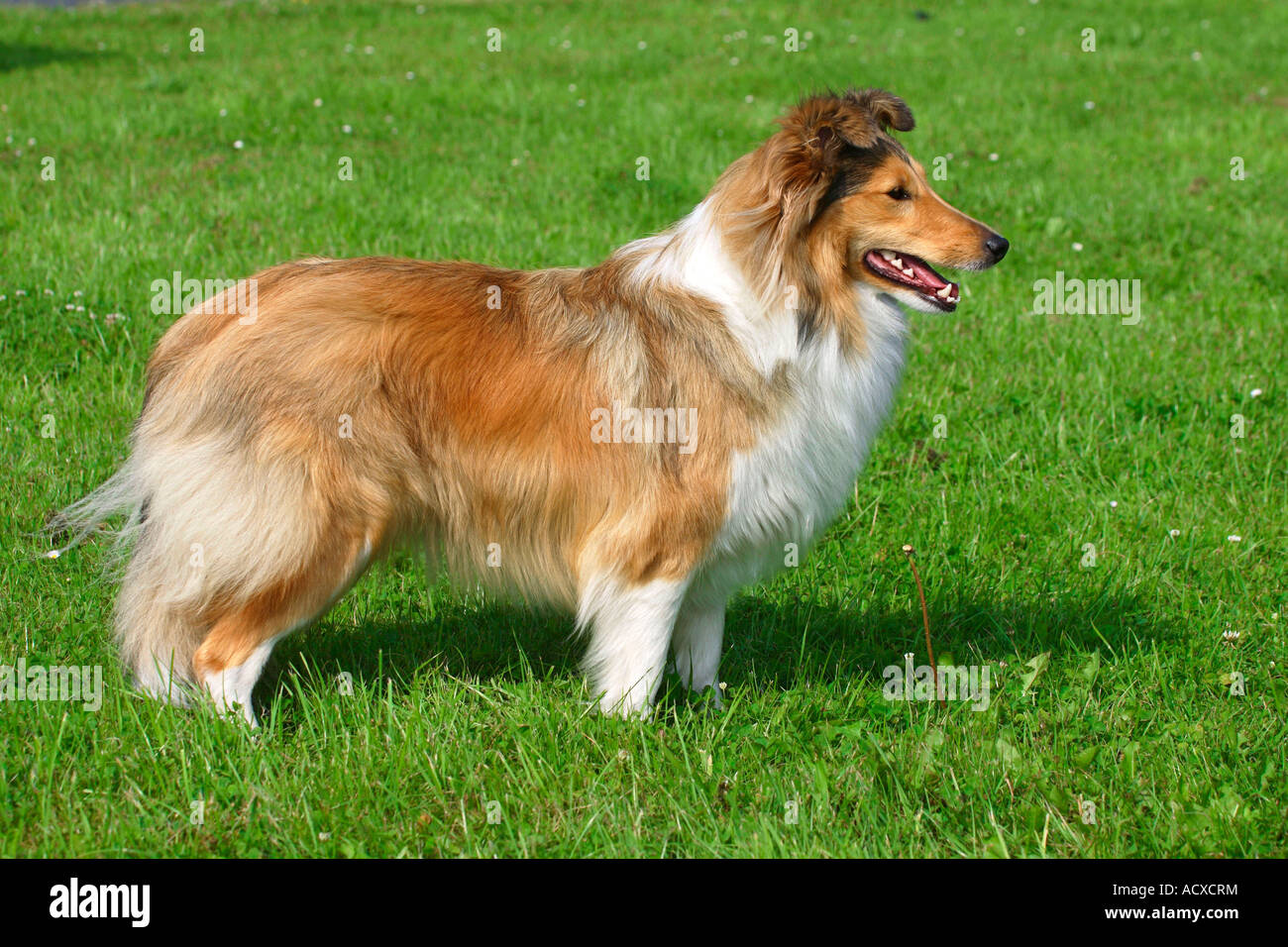 Sheltie Shetland Sheepdog side Stock Photo - Alamy