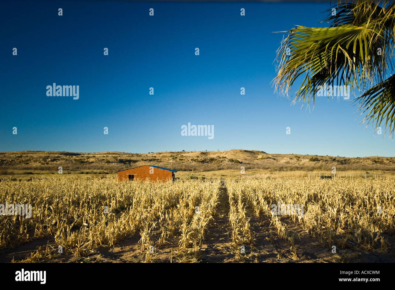 Farm in the kalahari desert Namibia Stock Photo - Alamy