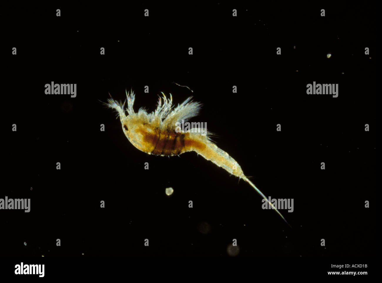 SCIENCE MICRO Copepods Stock Photo - Alamy