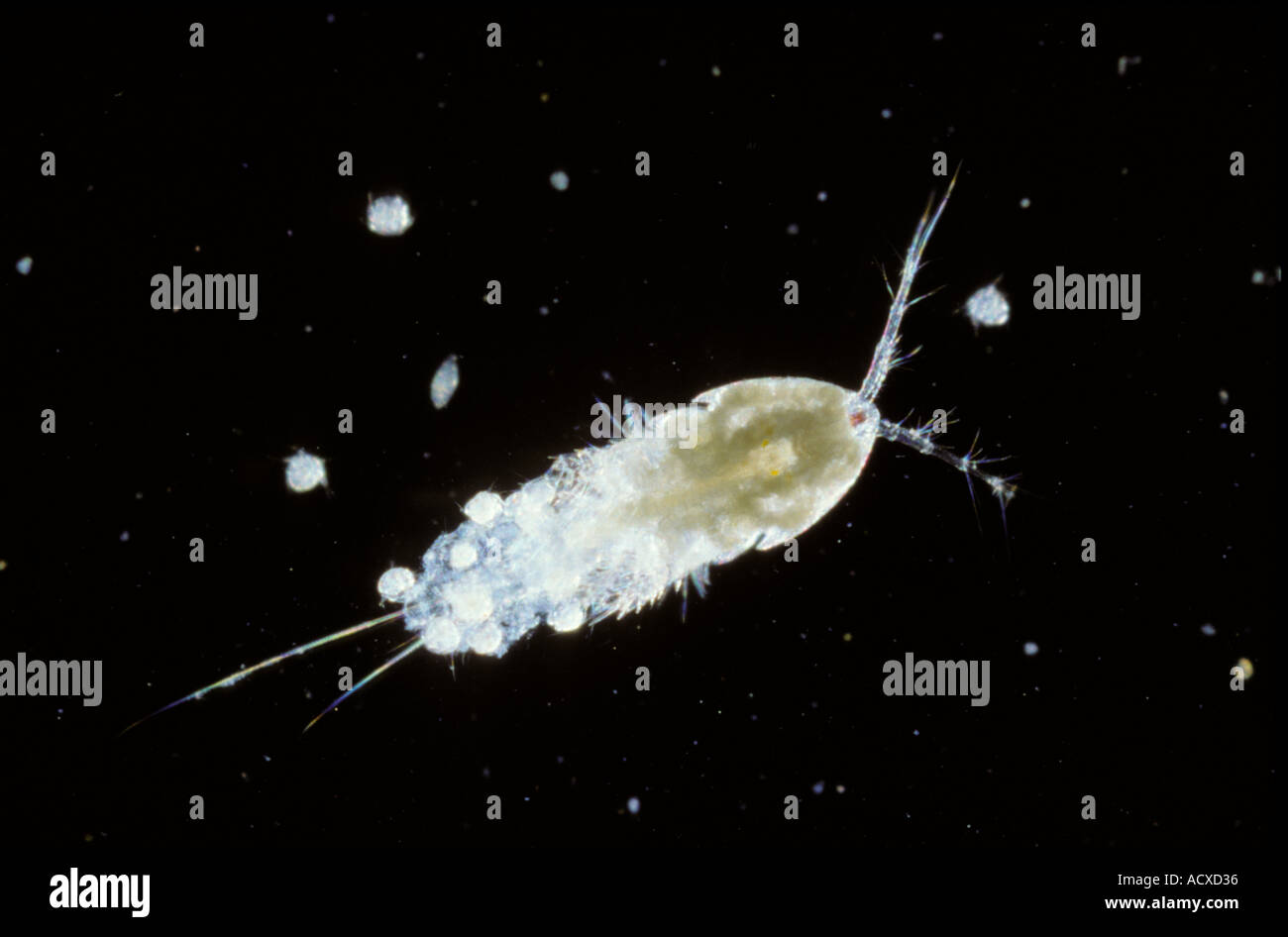 SCIENCE MICRO Copepods Stock Photo - Alamy