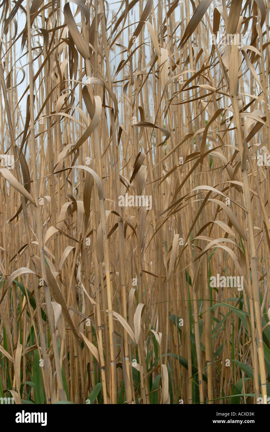 Phragmites australis the common reed Stock Photo - Alamy