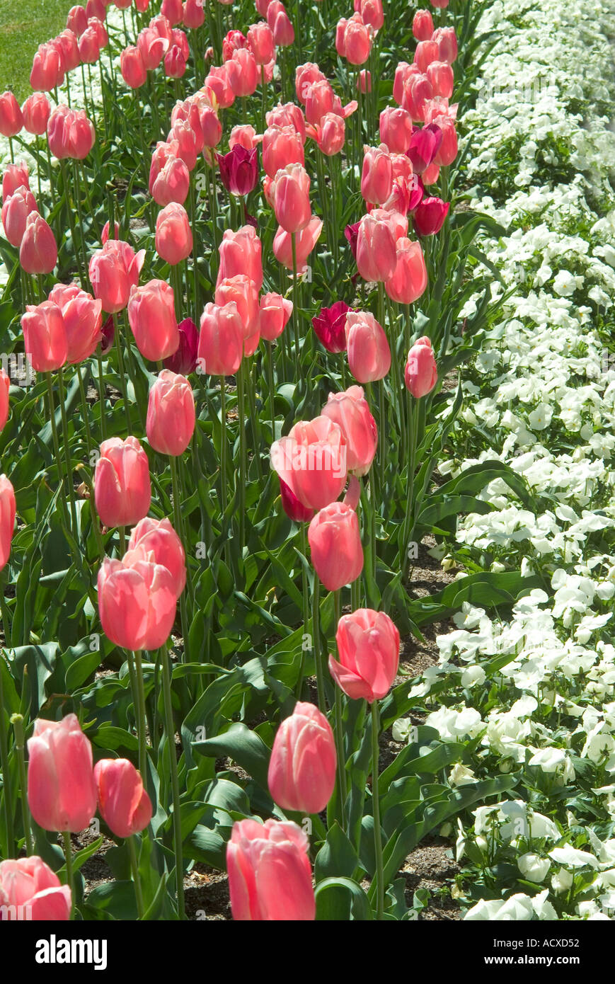 Massed plants hi-res stock photography and images - Alamy