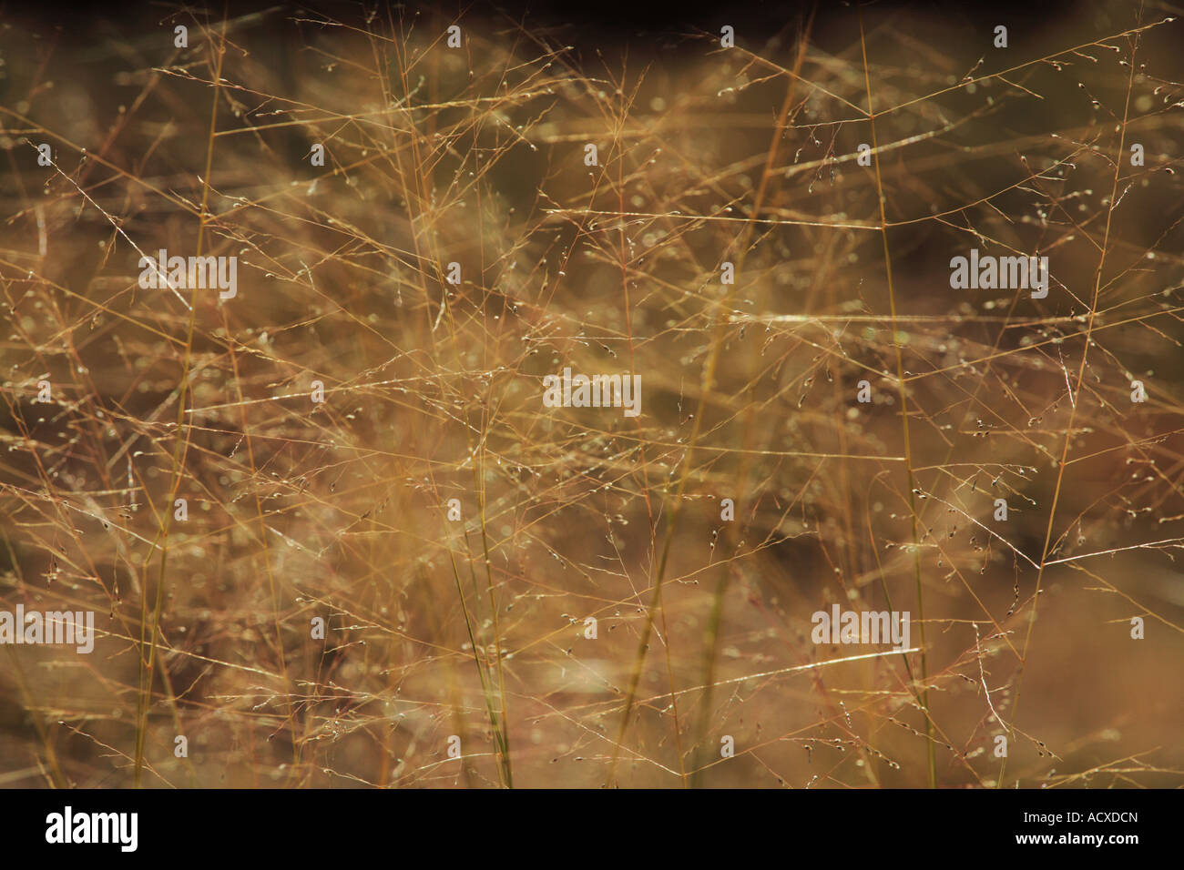 prairie grasses in northern arizona desert petrified forest national ...