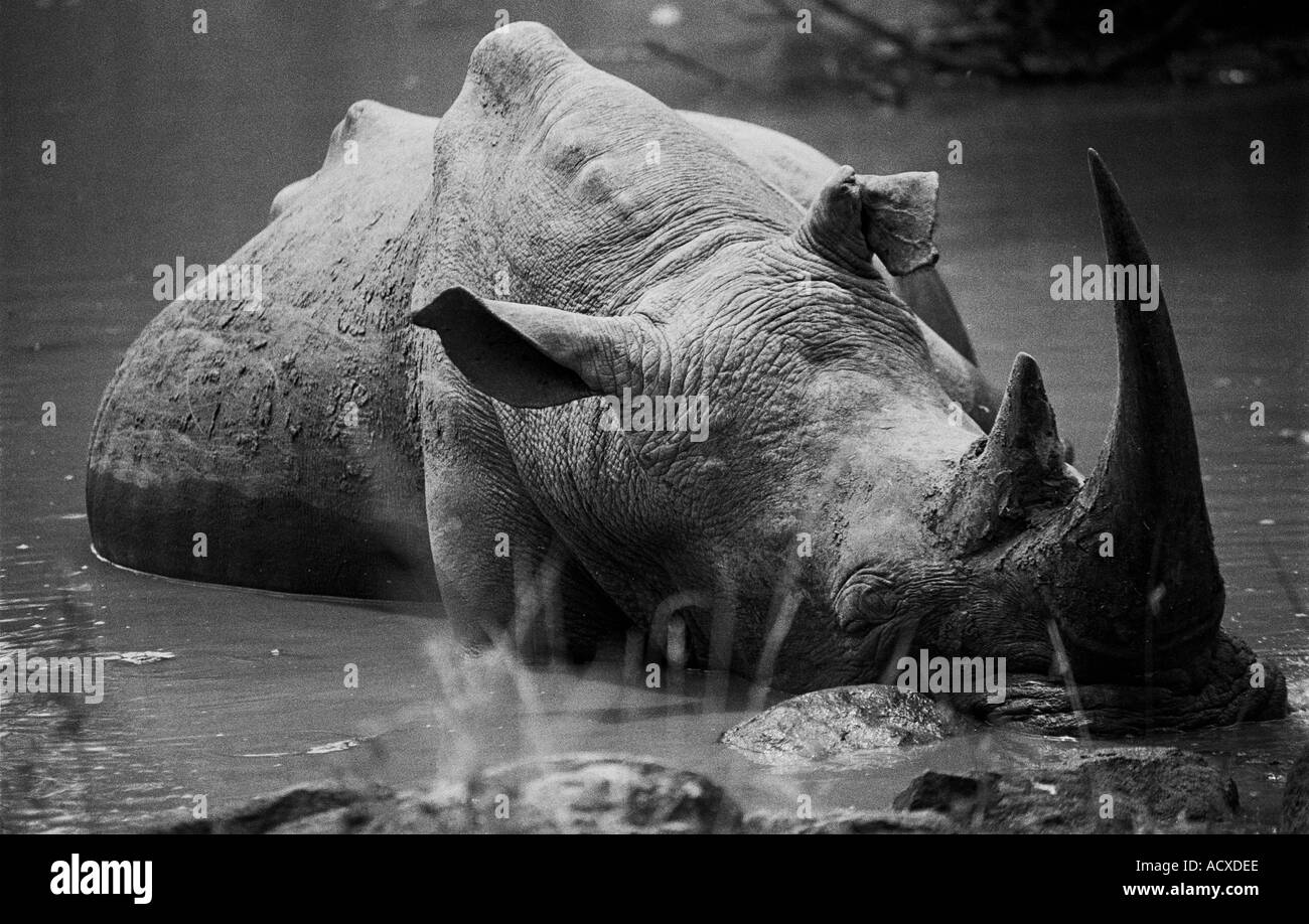 Dead Rhino Africa High Resolution Stock Photography and Images - Alamy
