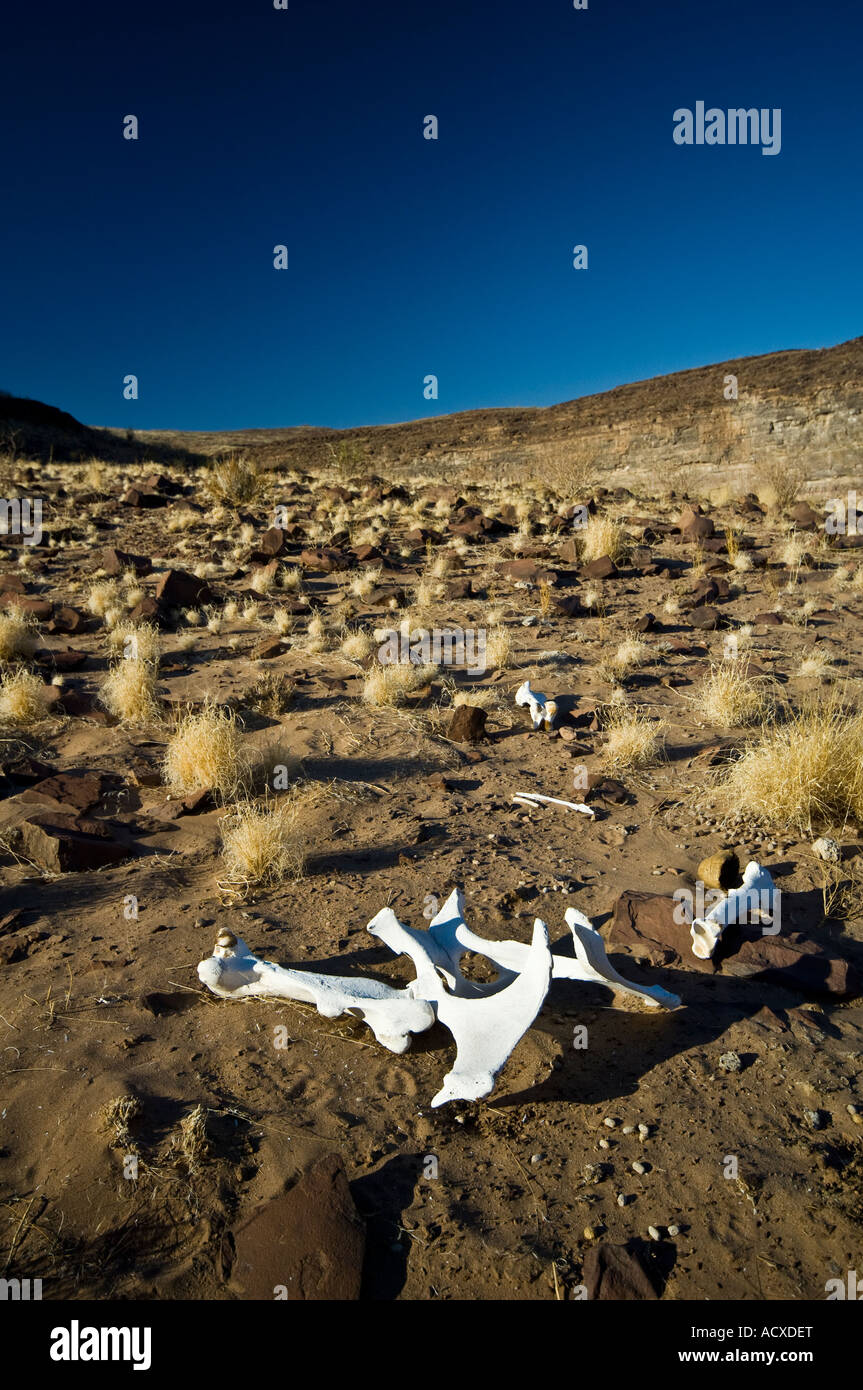 Zebra bones in Fish River Canyon Namibia Stock Photo - Alamy