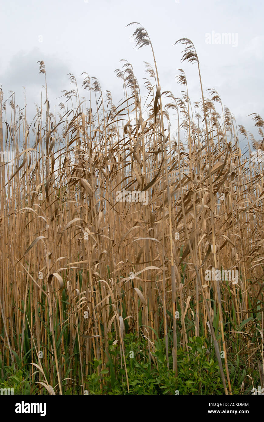 Phragmites australis the common reed Stock Photo - Alamy