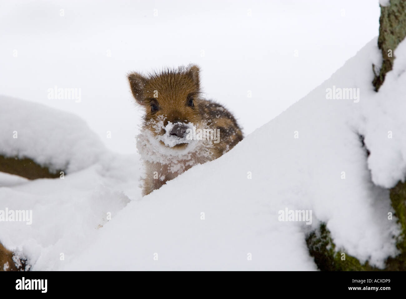 Wildschwein frischling hi-res stock photography and images - Alamy