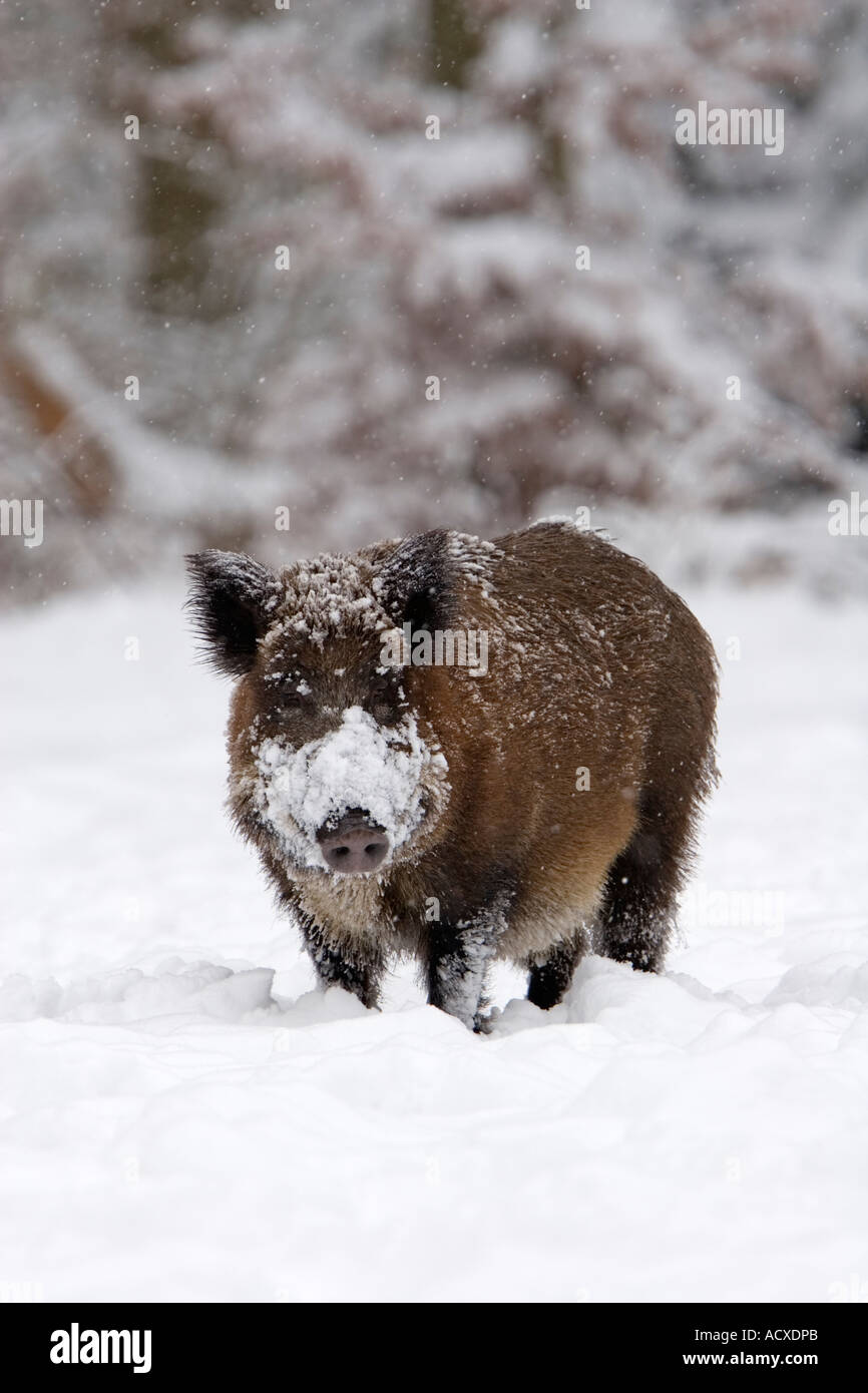Wild boar with shotes in the snow hi-res stock photography and images ...