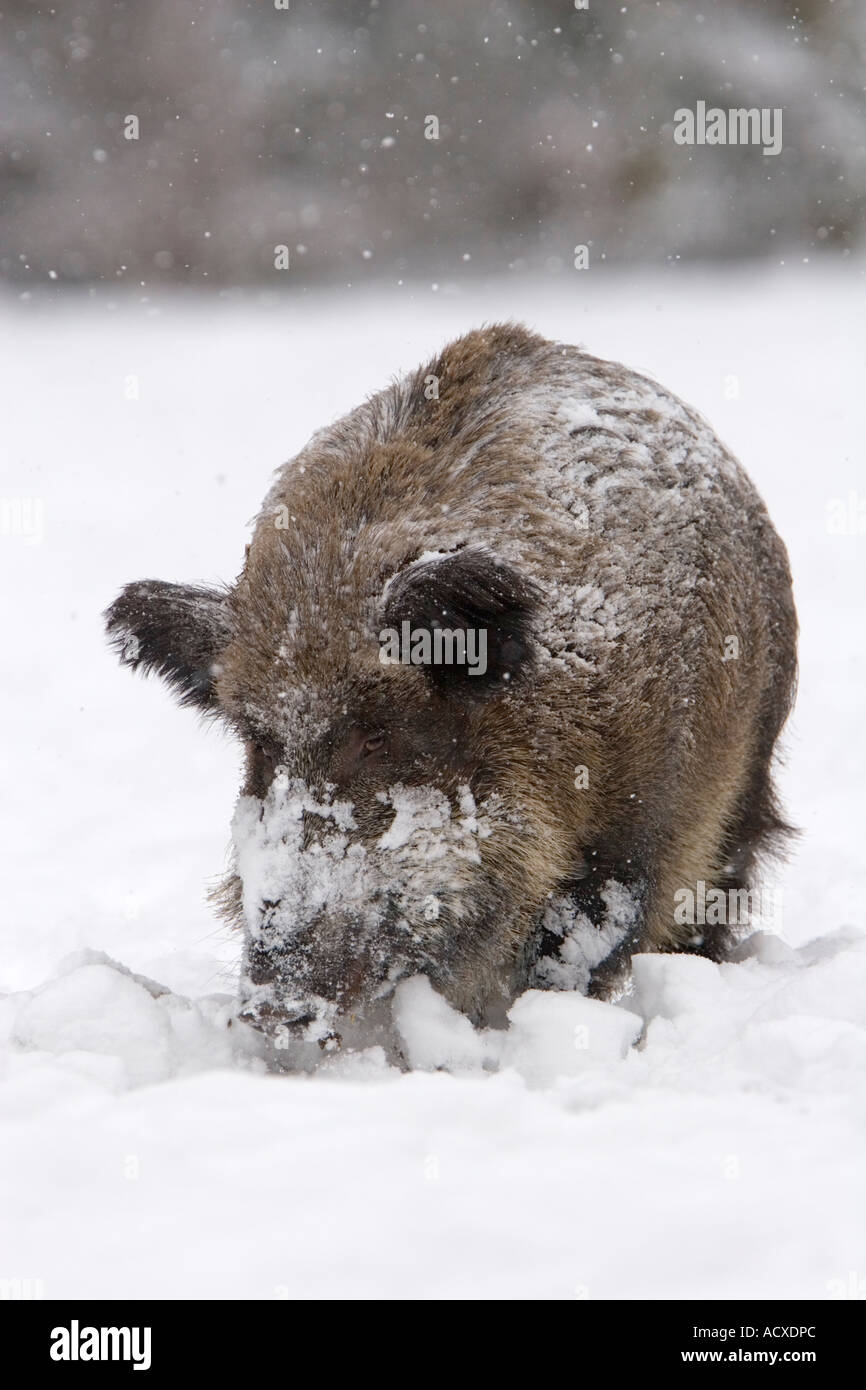 Wild boar with shotes in the snow hi-res stock photography and images ...