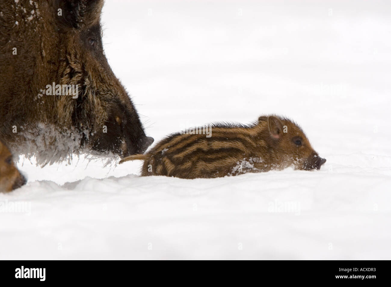 Sus animals wintertime mammals pigs wild boars wintry snowy female hi ...