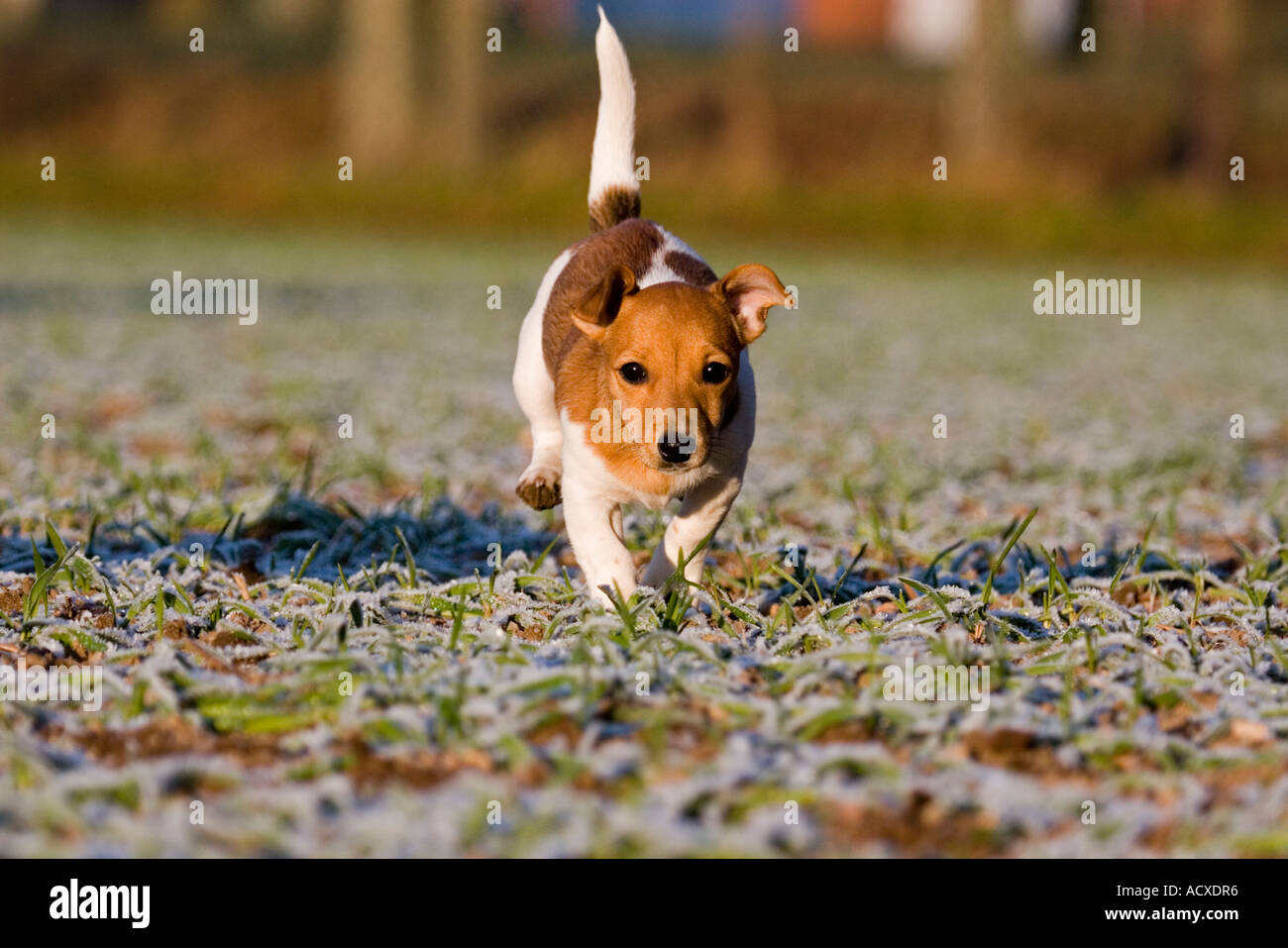 Running Jack Russel terrier puppy Stock Photo - Alamy