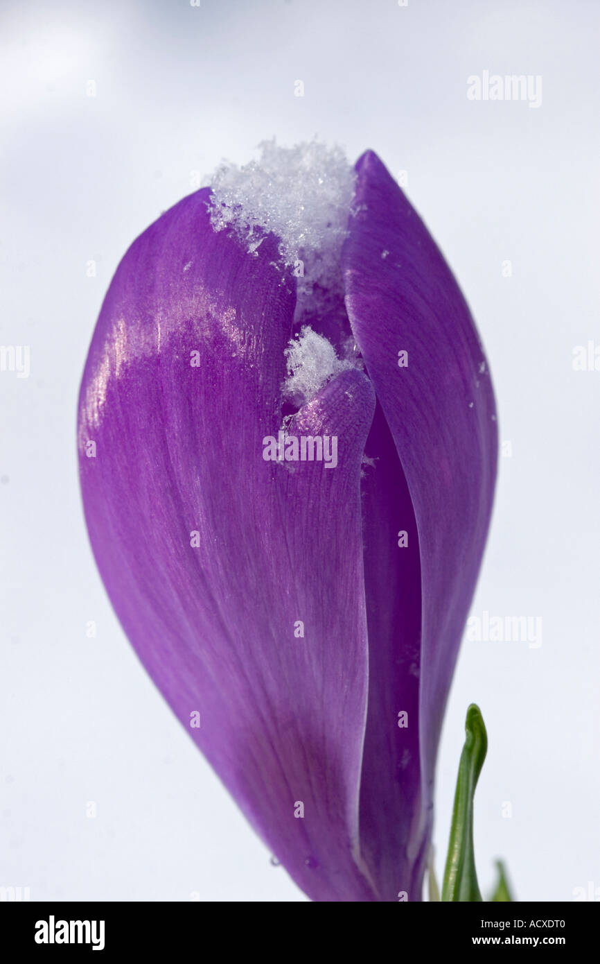 Blooming crocus in snow Stock Photo - Alamy