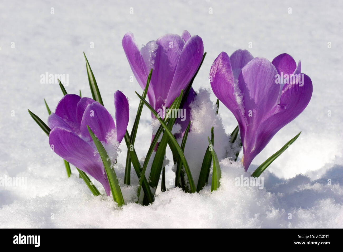 Crocus in snow hi-res stock photography and images - Alamy