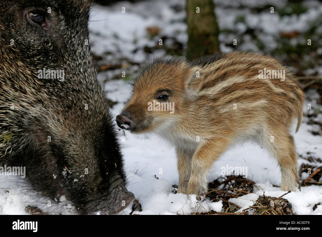 Sus animals wintertime mammals pigs wild boars wintry snowy female hi ...