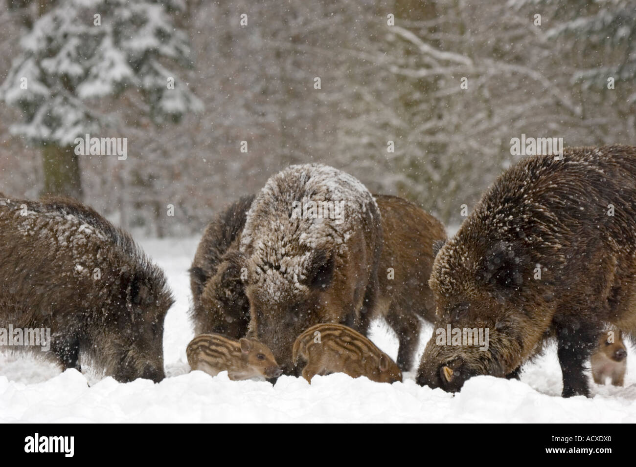 Wild boar family in winter Sus scrofa Stock Photo - Alamy