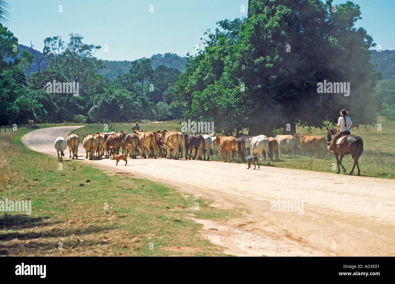 Queensland australia cattle ranch hi-res stock photography and images ...