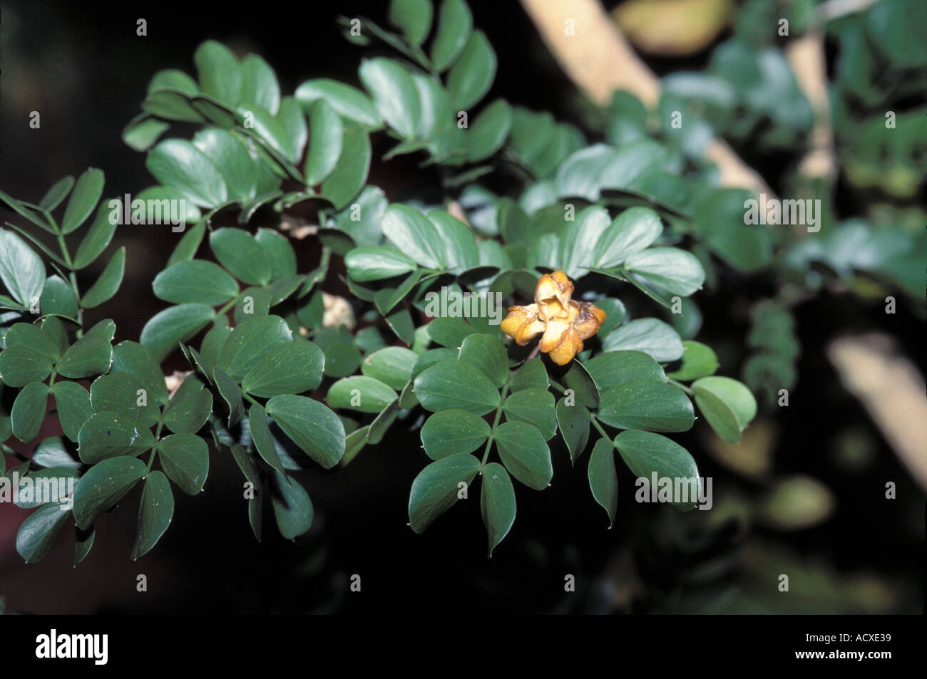 Lignum vitae hi-res stock photography and images - Alamy