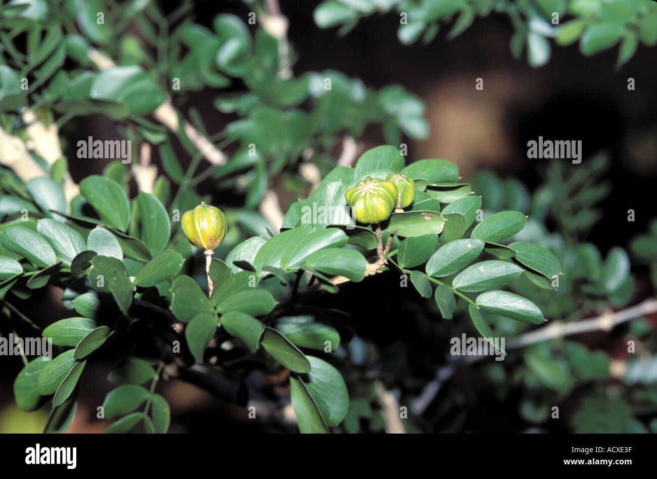 Lignum vitae hi-res stock photography and images - Alamy