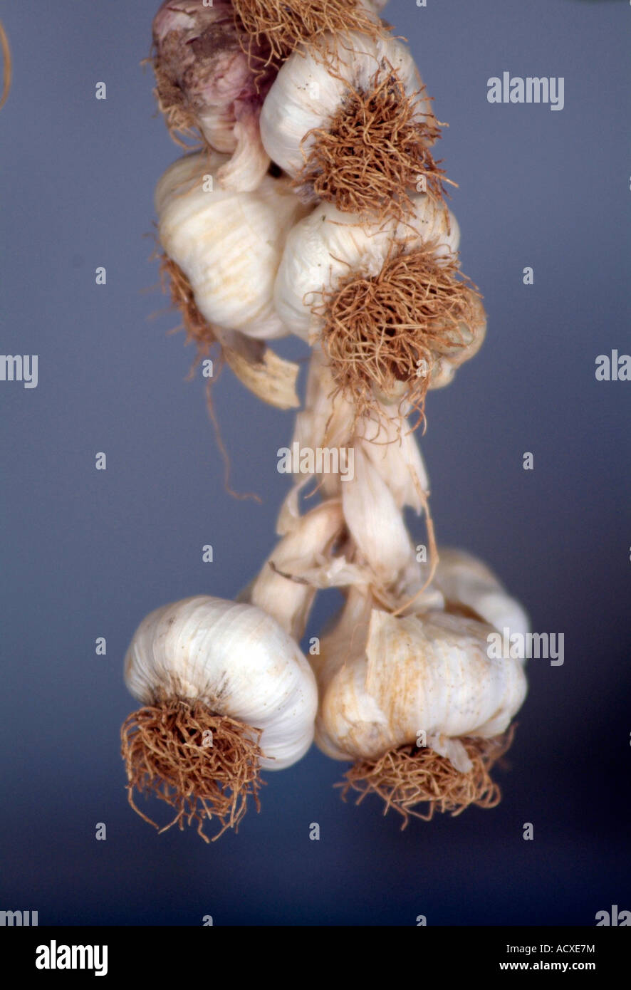 Garlic rope hi-res stock photography and images - Alamy