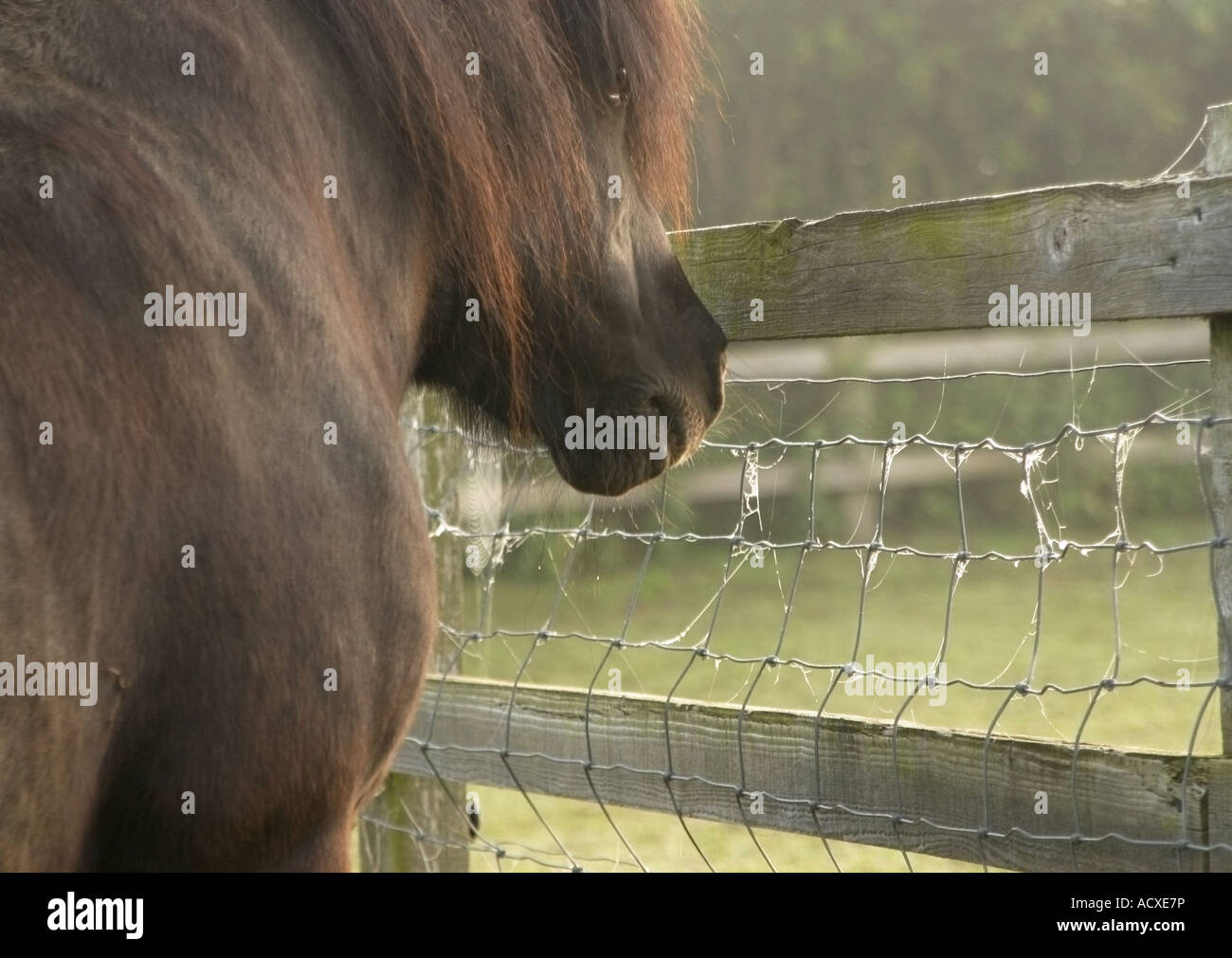 Black Stallion looking over a fence covered with misty cobwebs Stock ...
